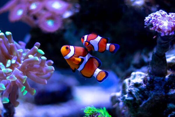 5 Fakta Menarik Tentang Ikan Nemo yang Bikin Kamu Makin Cinta Laut ...